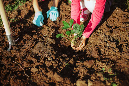 The Art of Sustainable Foraging: Protecting British Habitats for Future ...